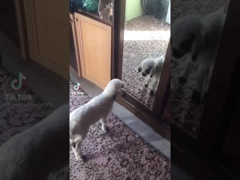 Şafak Sezer delirttin lan 😂komik koyun maymun kedi😂 Tik tok komedi videoları kadını bantlayan adam😂