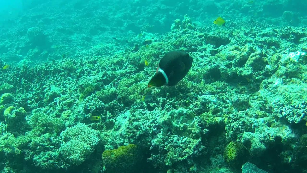 2011/11/24 Zamami Diving with GoPro HD HERO2 -2 - YouTube