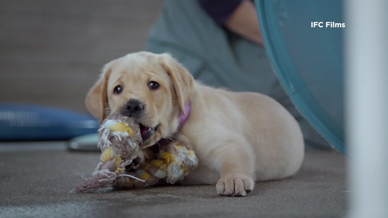 Guide dog movie features cuteness, high stakes competition - YouTube