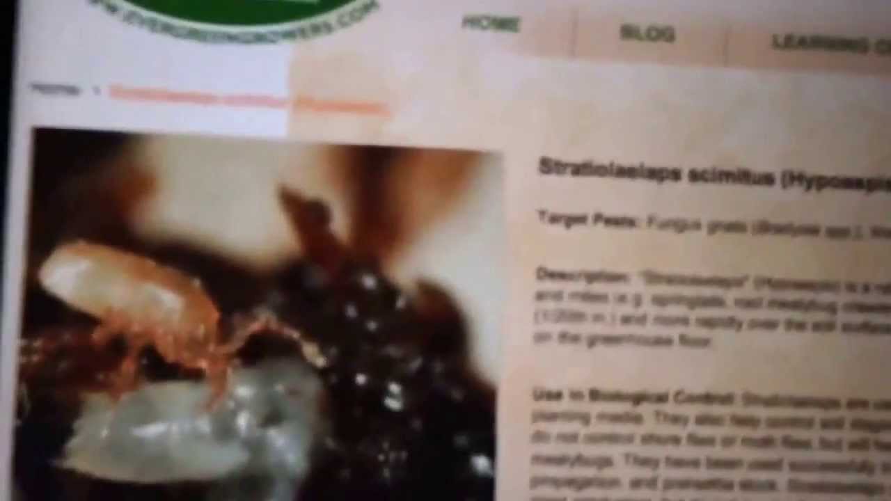 Beneficial Bugs in the Crabitat: Predatory Mites ( Hypoaspis Miles ...
