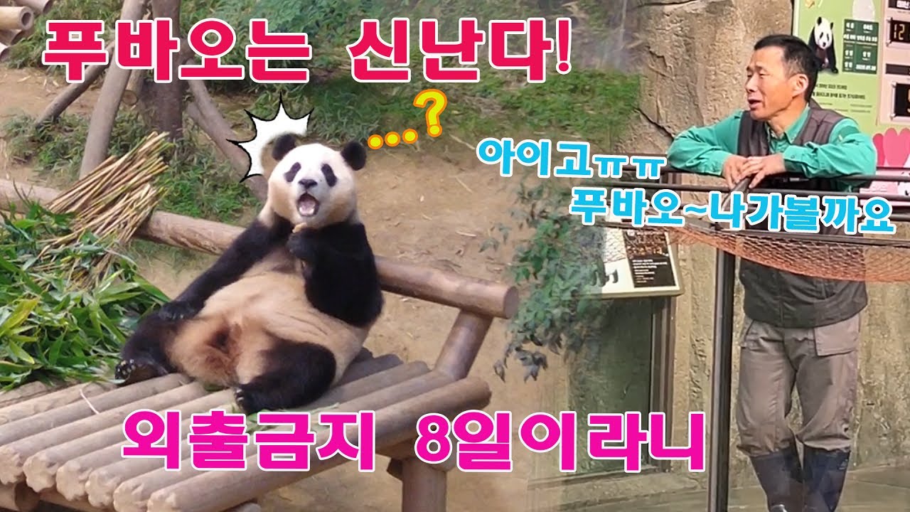 푸바오 매우 흥분했다😝맙소사~ 내일푸바오가 야외로 나갈수 있을거라고 강바오 할부지이 얘기하셨답니다~우와~~대단해요 Youtube