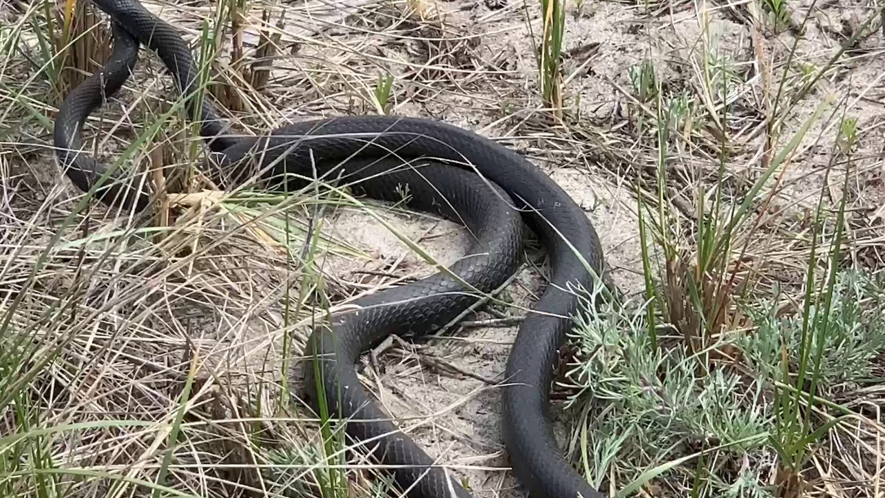 Snake dance - YouTube