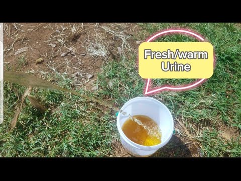 This is what I do with FRESH or WARM Urine at the farm - YouTube