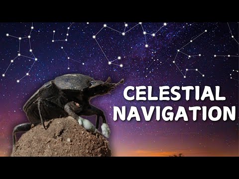How Do Dung Beetles Navigate At Night