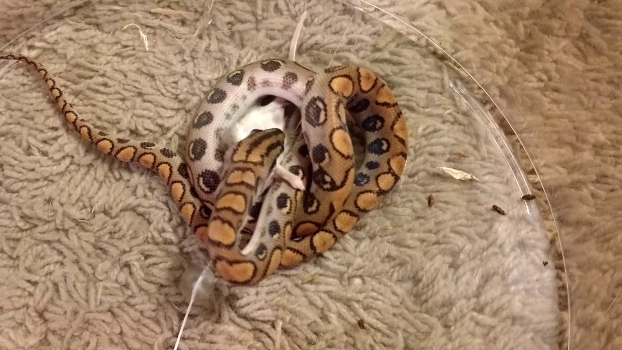 WARNING: LIVE FEEDING! 4 month old female Brazilian Rainbow Boa eats mouse from start to finish ...