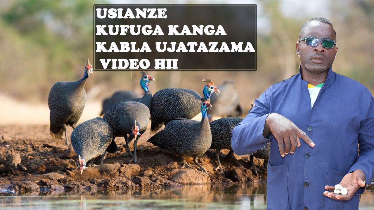 UFUGAJI WA KANGA WEUPE,KANGA WA MADOA,KANGA WA KIJIVU KIBIASHARA - YouTube