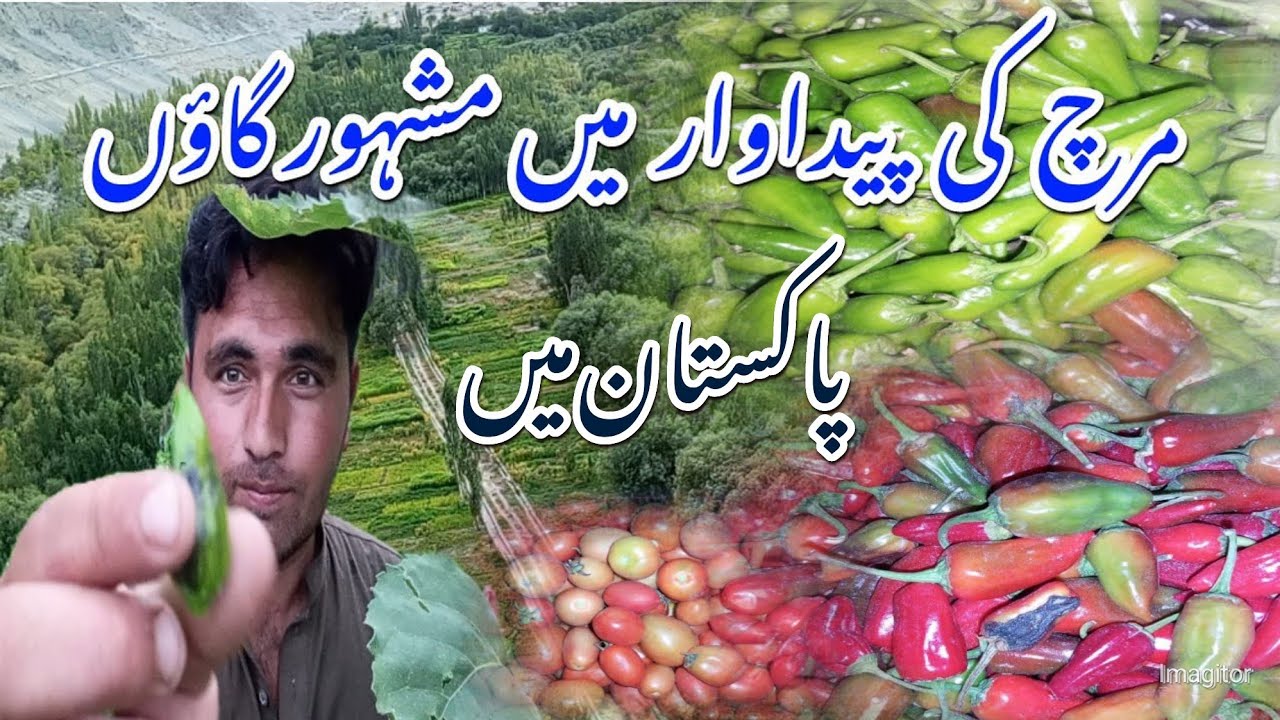 Pepper village in Gilgit Baltistan | Pak Baltistan pepper village nearly siachen @ by GB Vlog ...