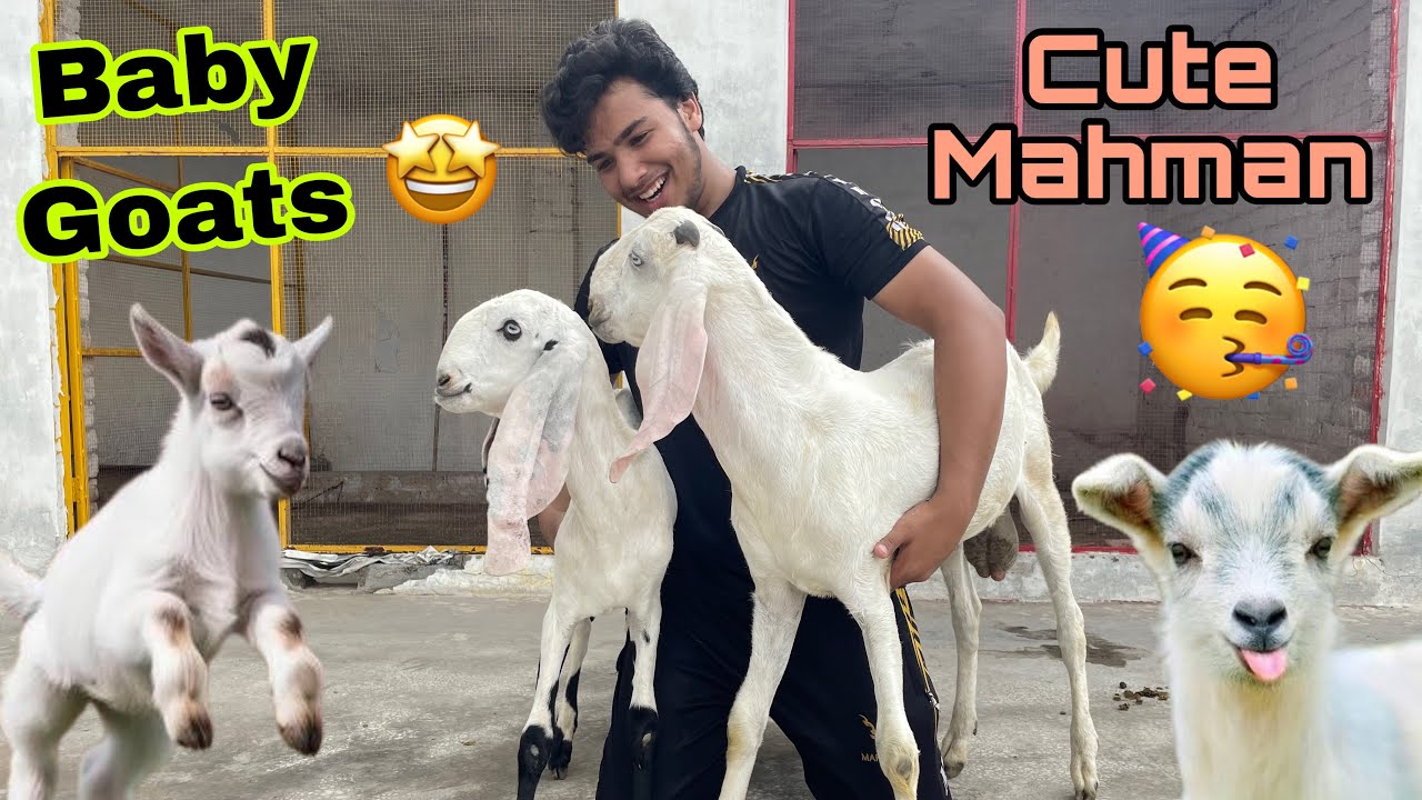 Apni Cute Baby Goat Ka Liya Surprise Goat La Kar Aye 😍 - YouTube
