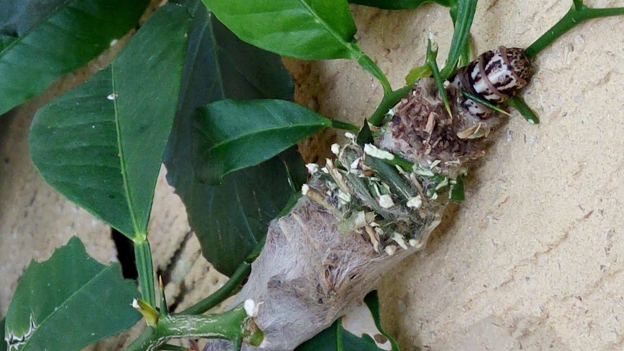 Bicho-do-saco. Conhece? Surgiu em meu jardim comestível.🍃 - YouTube