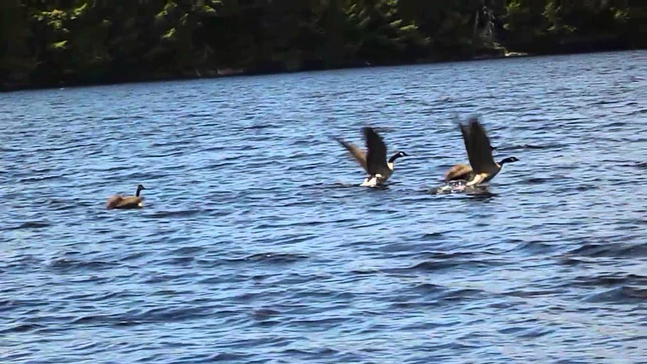 Geese taking off in flight - YouTube