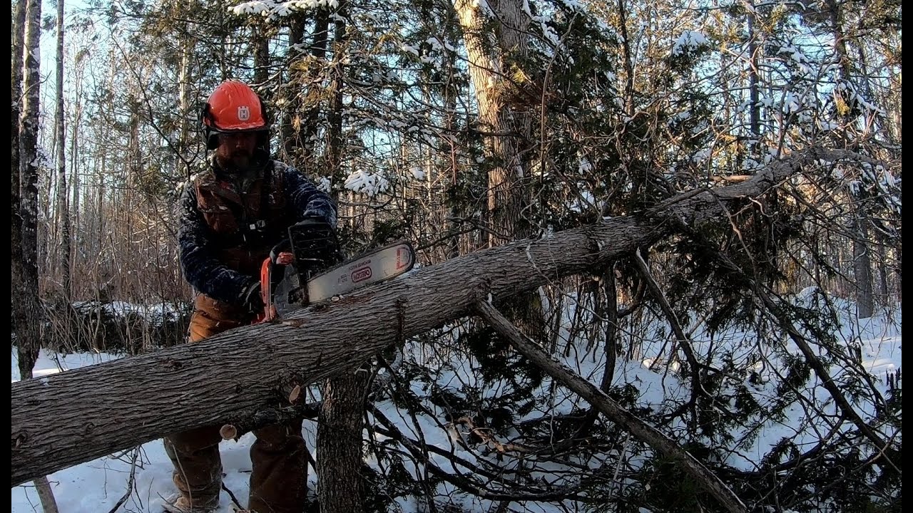Eastern White Cedar Winter Logging - YouTube