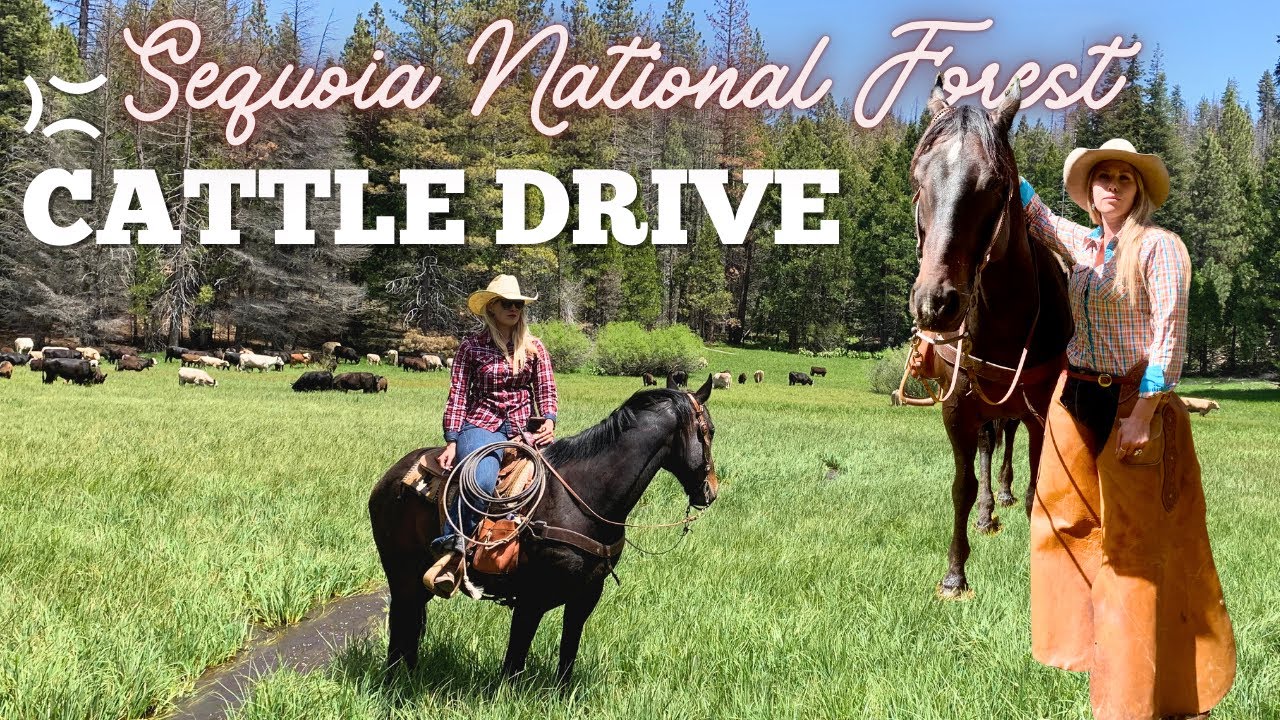 Ride Along on the Shannon Ranch Cattle Drive ADVENTURE in Sequoia ...