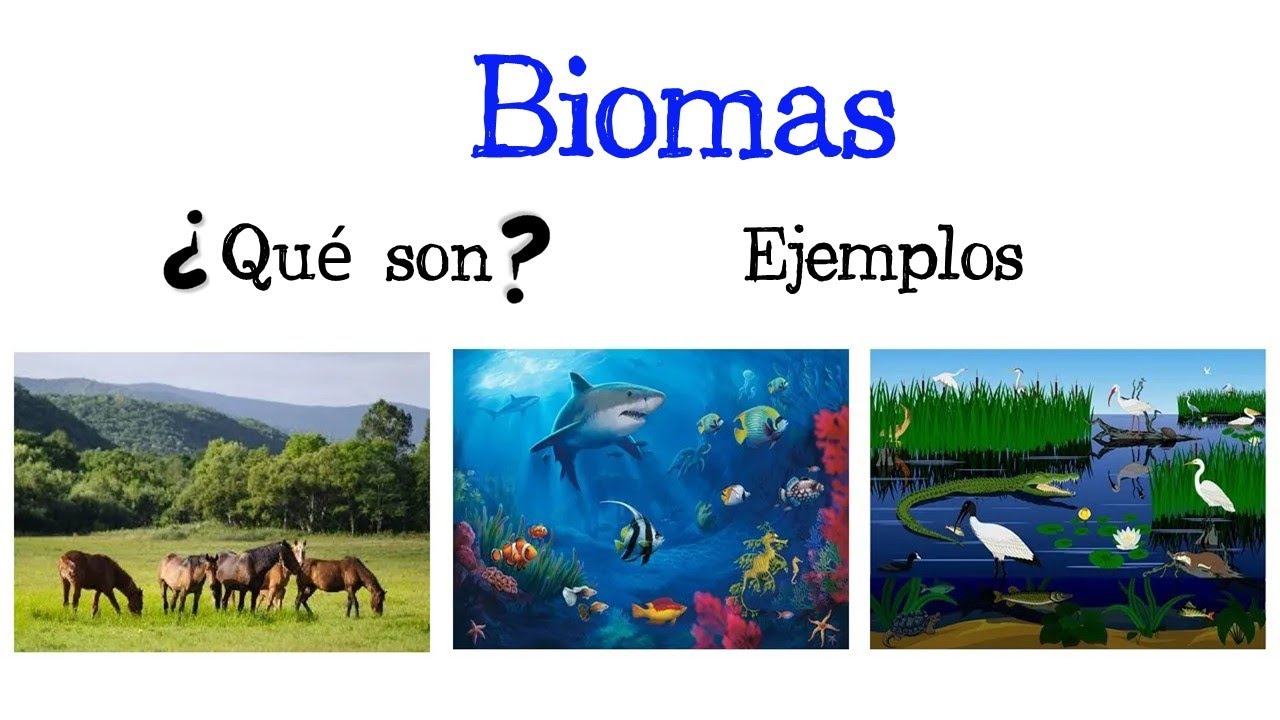 🦁 ¿Qué son los Biomas? 🌿 [Fácil y Rápido] | BIOLOGÍA | - YouTube