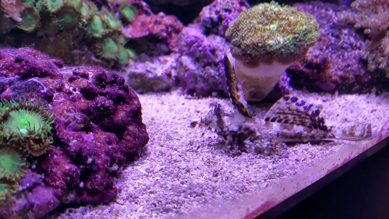 Juwel rio 400 reef tank - YouTube