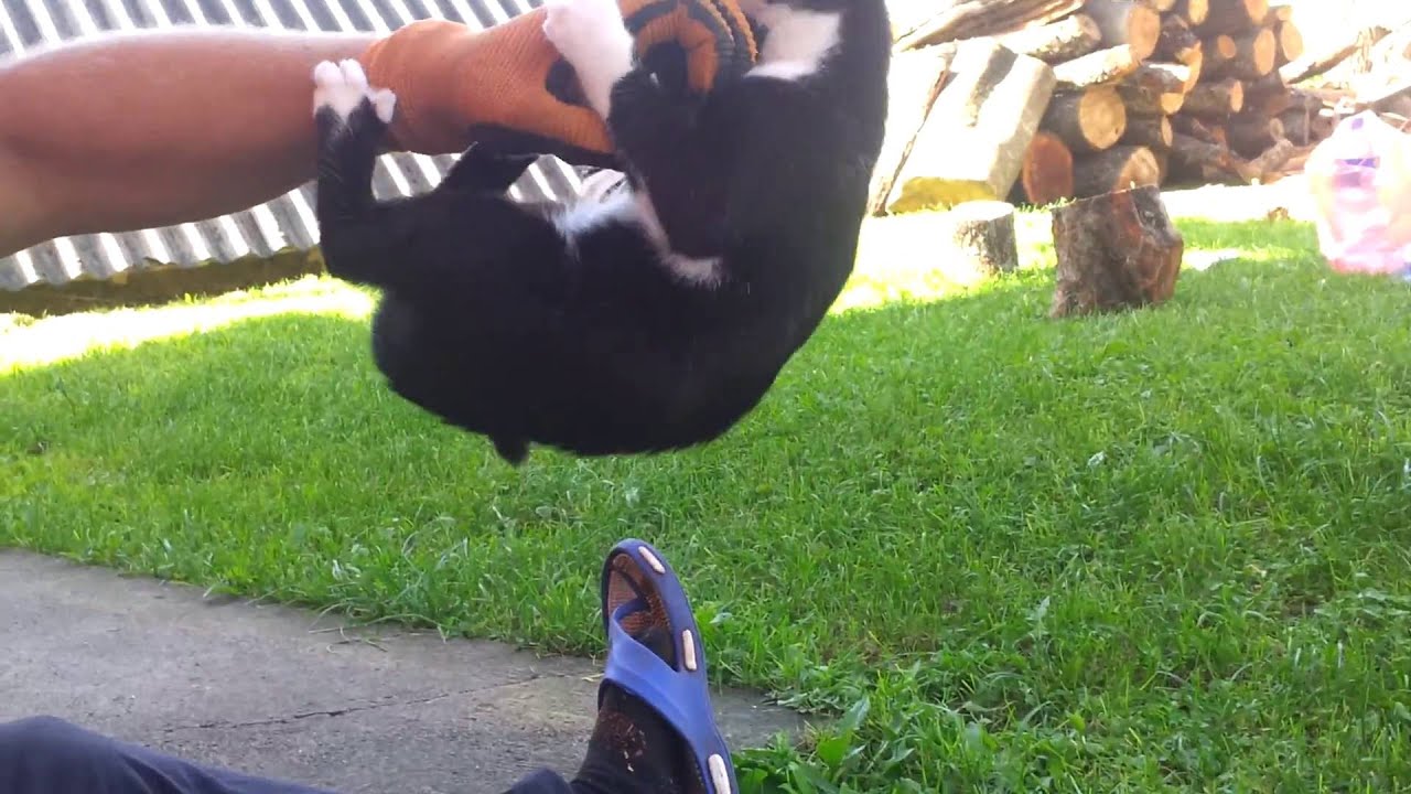 Strong cat :) - YouTube