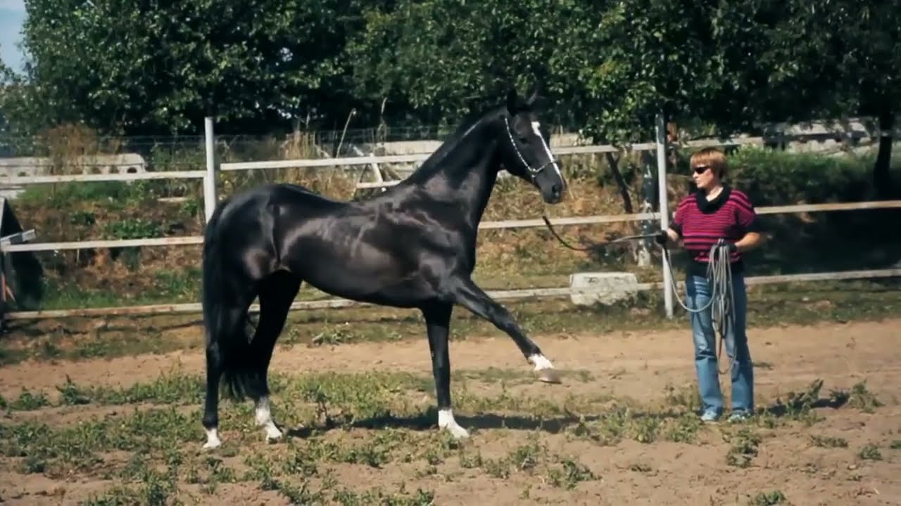 Akhal Teke horse, purebred riding breed #animal - YouTube