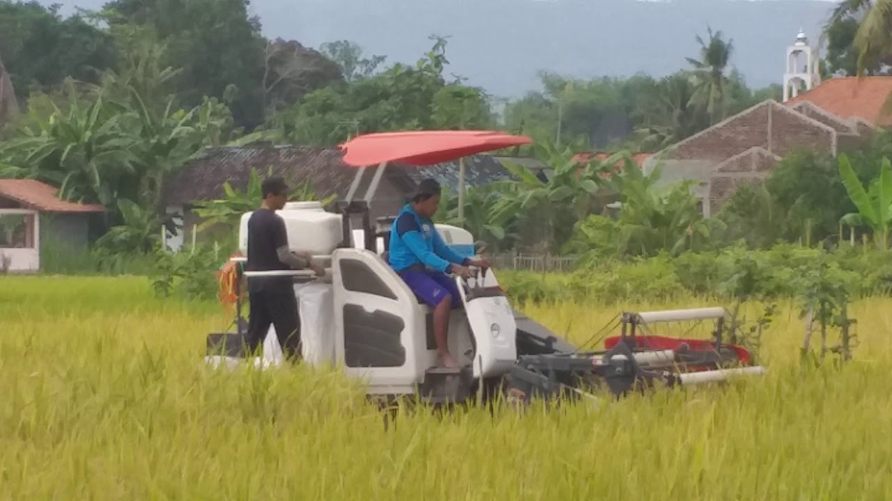 RICE HARVESTING WITH MODERN MACHINES IN BANTUL - YouTube