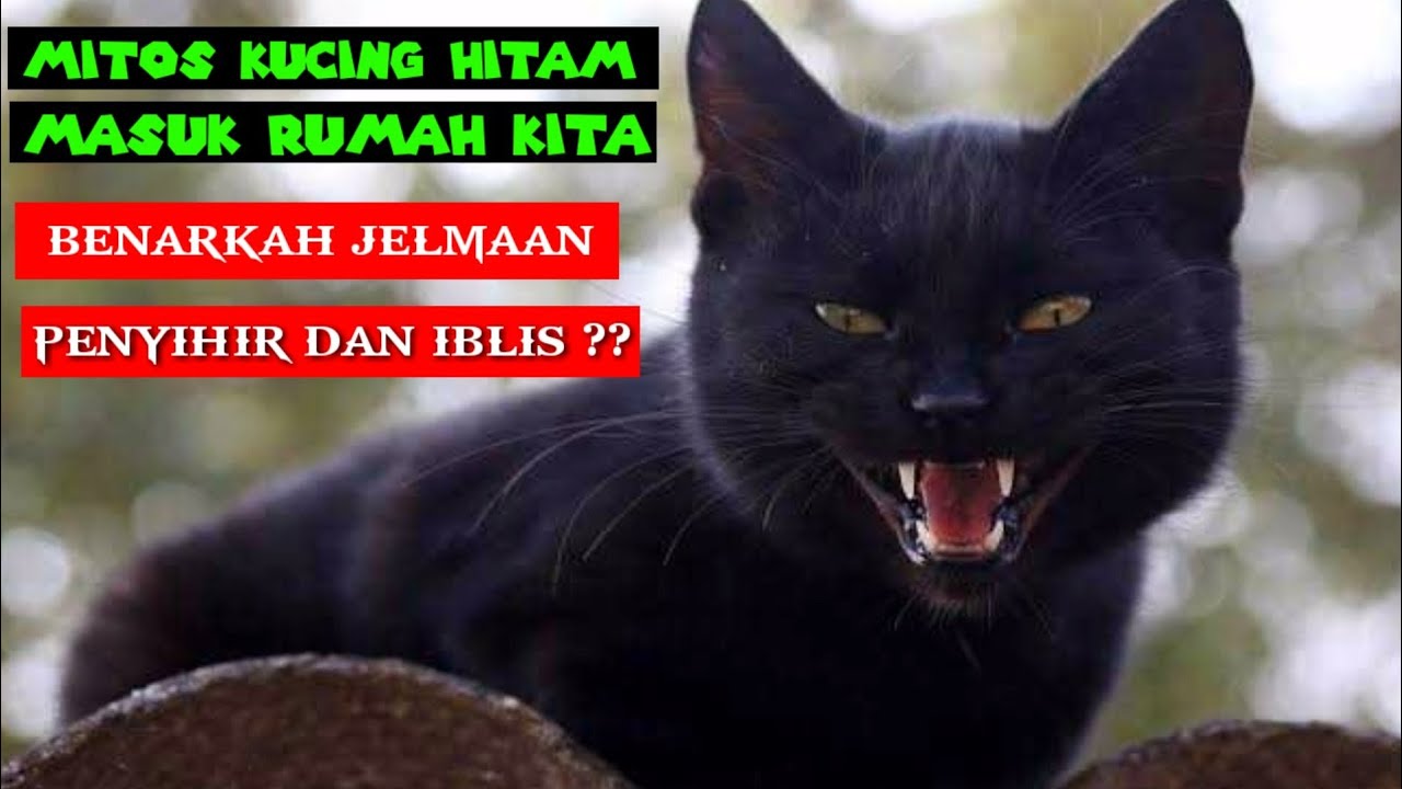 Mitos !! || Mitos Kucing Hitam Masuk Rumah | Inilah Alasan Sebenarnya ...