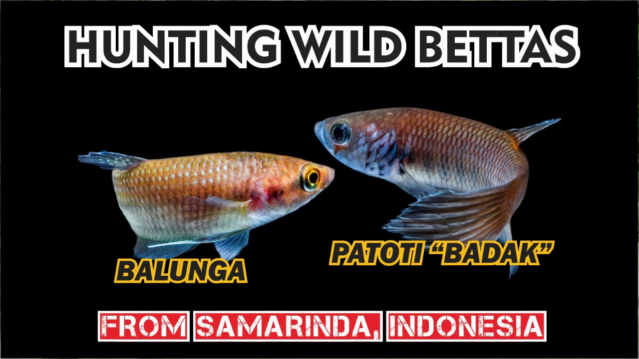 Wild Betta Patoti Muara Badak Sp dan Betta Balunga di Alam. - YouTube