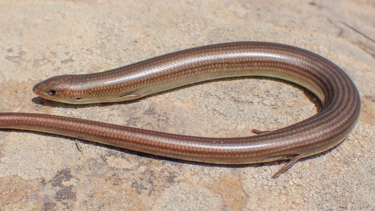 Gestreepte Hazelskink/Western Three-toed Skink (Chalcides striatus ...