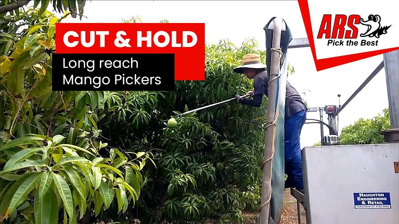 Cut & Hold Mango Pickers in Action | Northern Territory - YouTube
