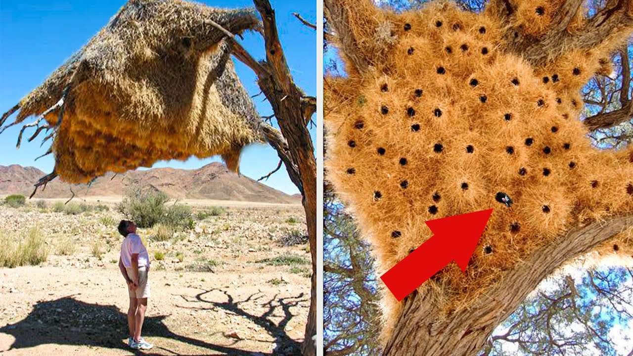 These Animals Are The Best Engineers In The World - YouTube