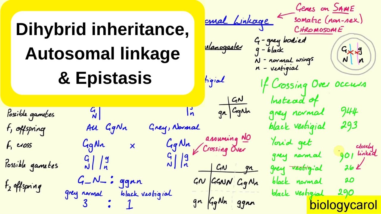 Inheritance: dihydrid, autosomal linkage and epistasis - YouTube