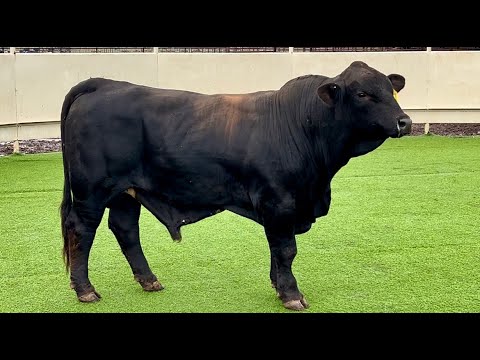 J&J Cattle Co: Lot #707 Black Beefmaster Bull - YouTube