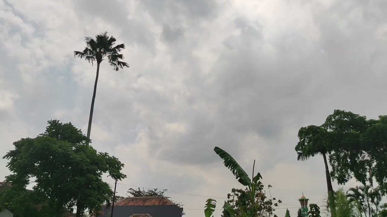 mentahan pohon - YouTube