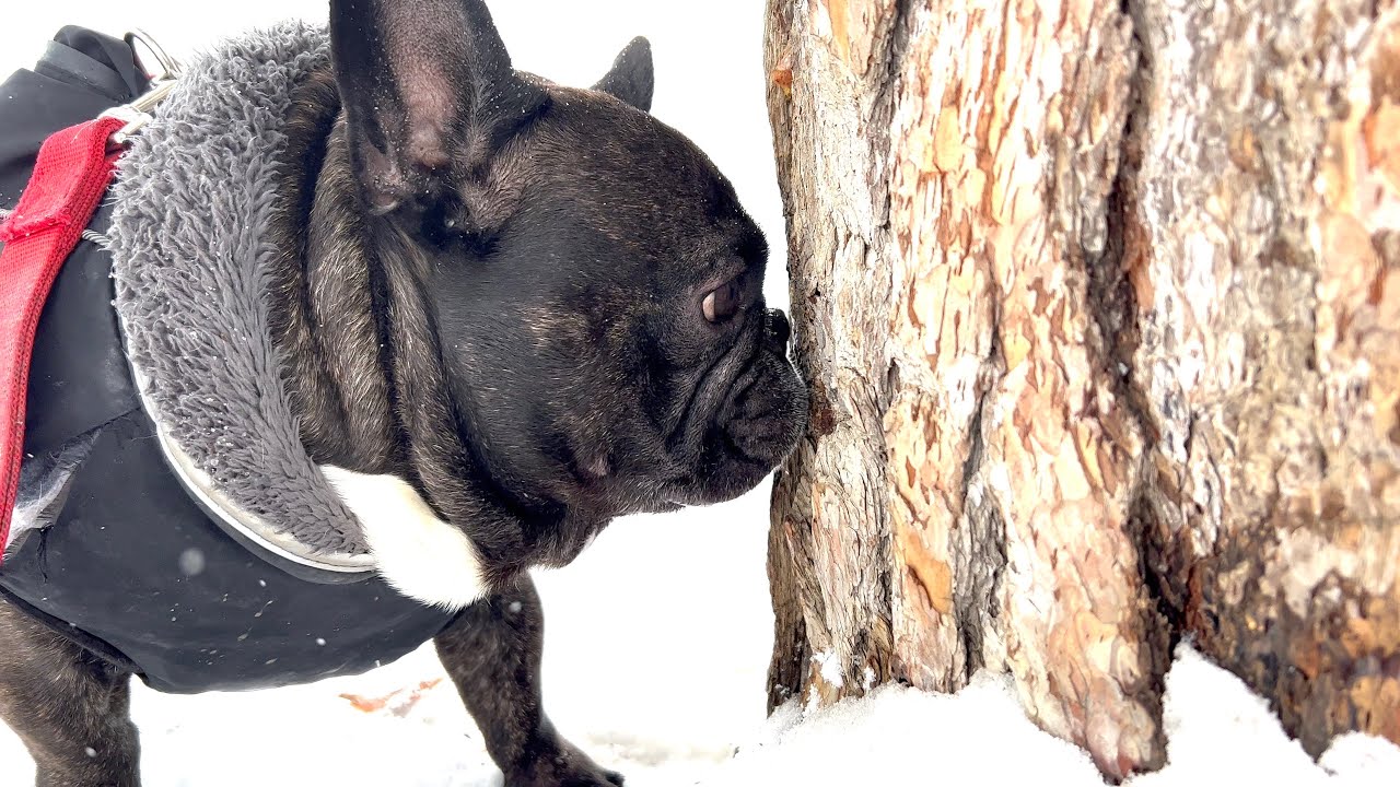 French bulldog will guide you through the Russian countryside ...