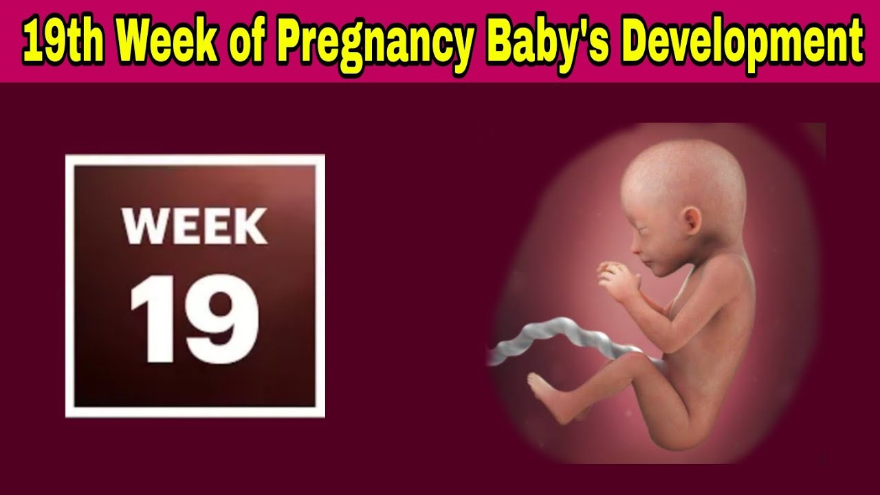 19th Week of Pregnancy Symptoms, Changes & Baby Development | 19th Week ...