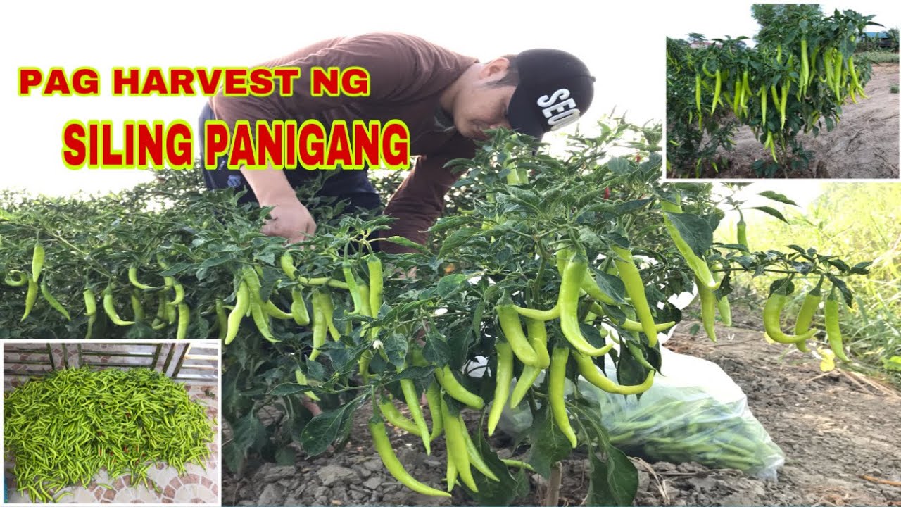SILING PANIGANG AgriPinas TV - YouTube