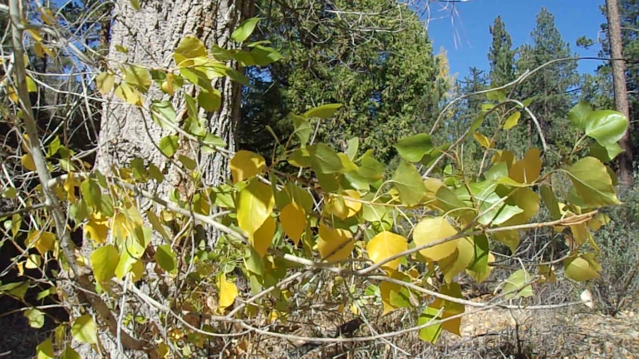Spotlight on Trees: Fremont Cottonwood (Populus fremontii ssp ...