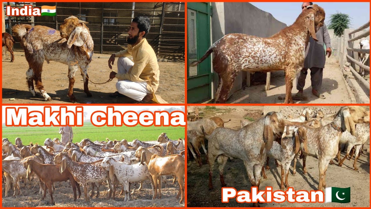 Indian 🇮🇳 makhi cheena goat 🐐(sojat) खूबसूरत बकरा in Mumbai Fazal ...