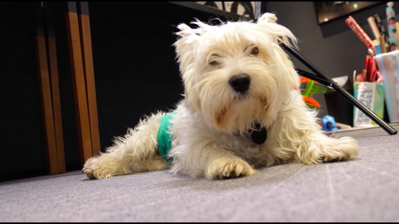 Ode to a Dog - YouTube