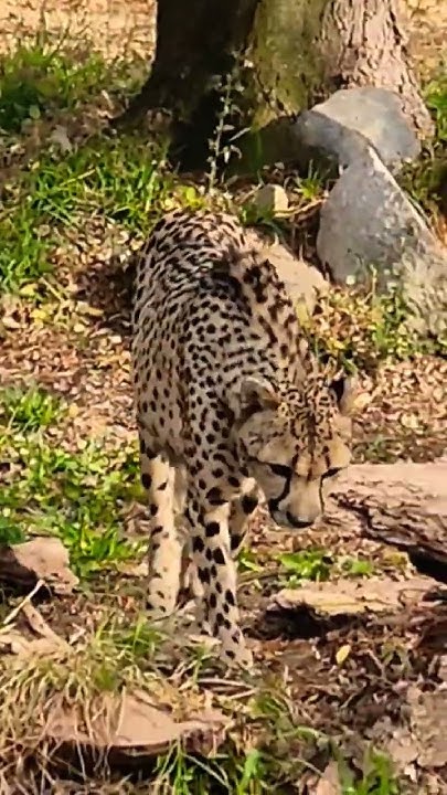 How Many Spots Are On This Cheetah? 🐆 - YouTube
