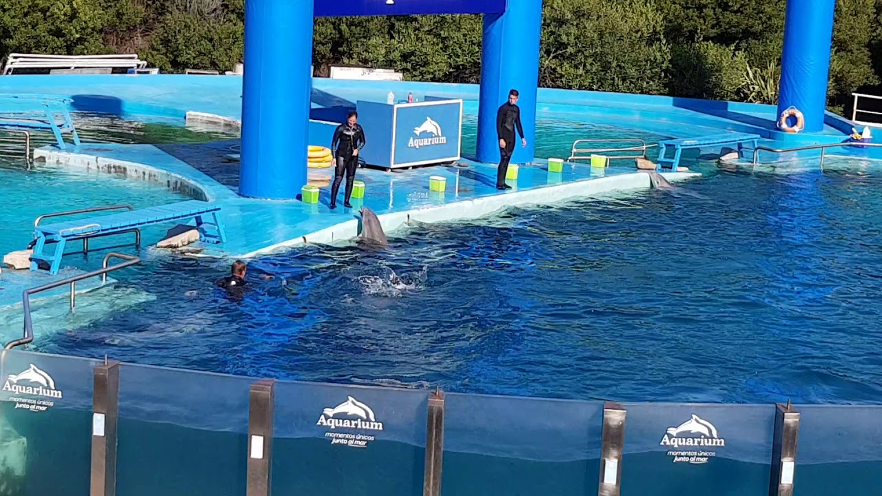 Aquarium Mar del Plata a beneficio de Fundami - YouTube