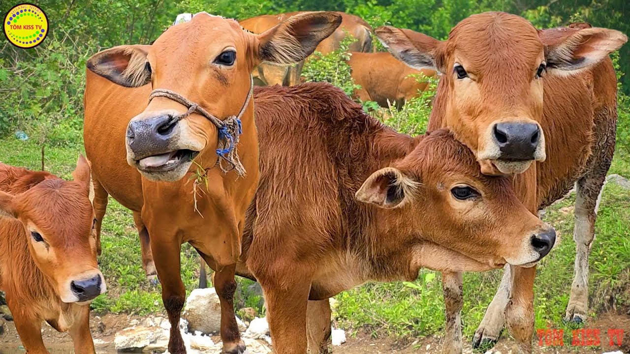 con bò - bài hát con bò - nhạc con bò vui nhộn - đi chăn bò cầm cây roi ...