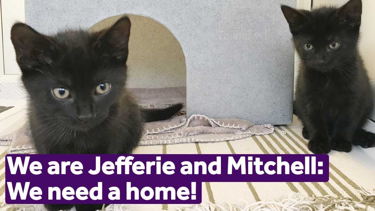 Adopt Jefferie and Mitchell | Cats | Mayhew - YouTube
