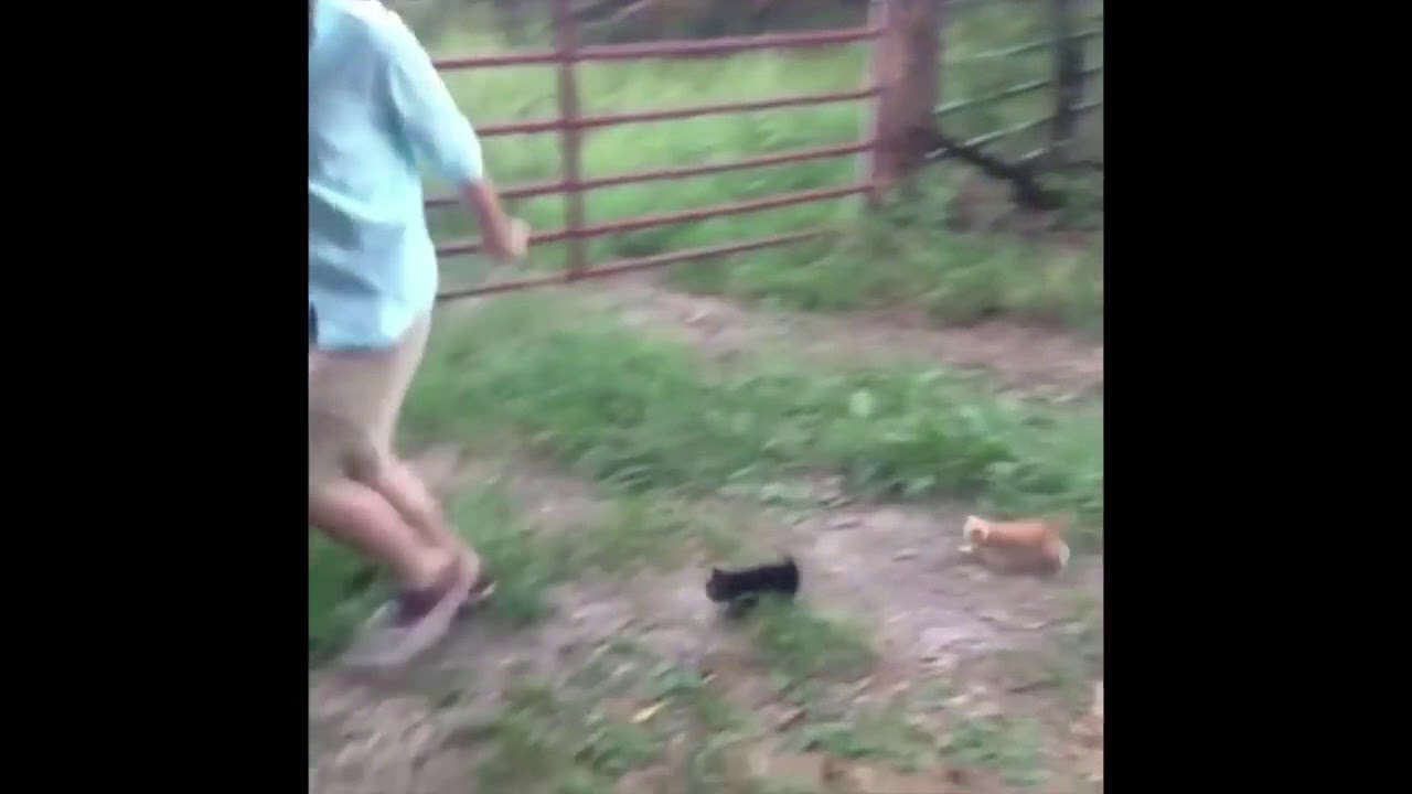 kittens chasing man - YouTube