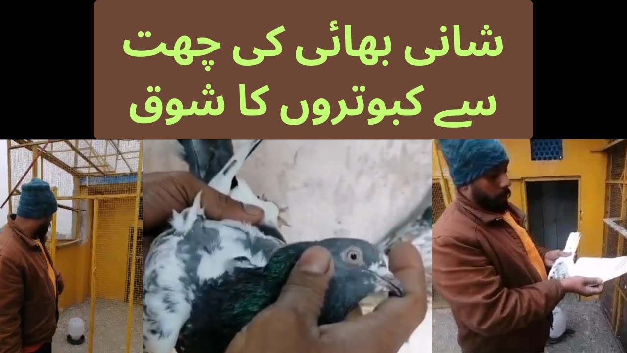 vlog#1 ||kabooter||high flying kabooter||best quality kabooter - YouTube