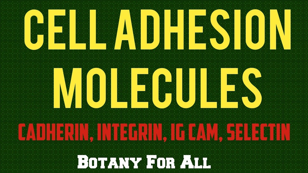 CAM- CELL ADHESION MOLECULES, Cadherins, Integrins, Selectins ...
