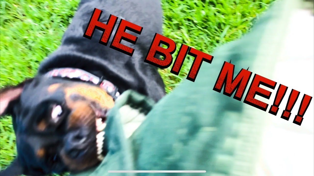 I trained my Rottweiler to Bite!! - YouTube
