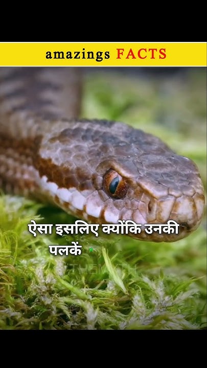 facts about snake #snakefacts #amazingfacts - YouTube