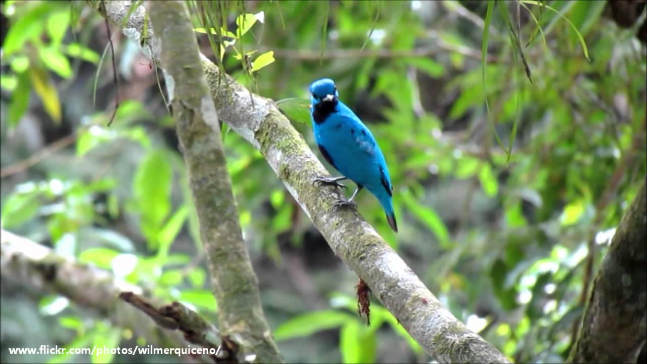 Cotinga nattererii (Blue Cotinga) - YouTube