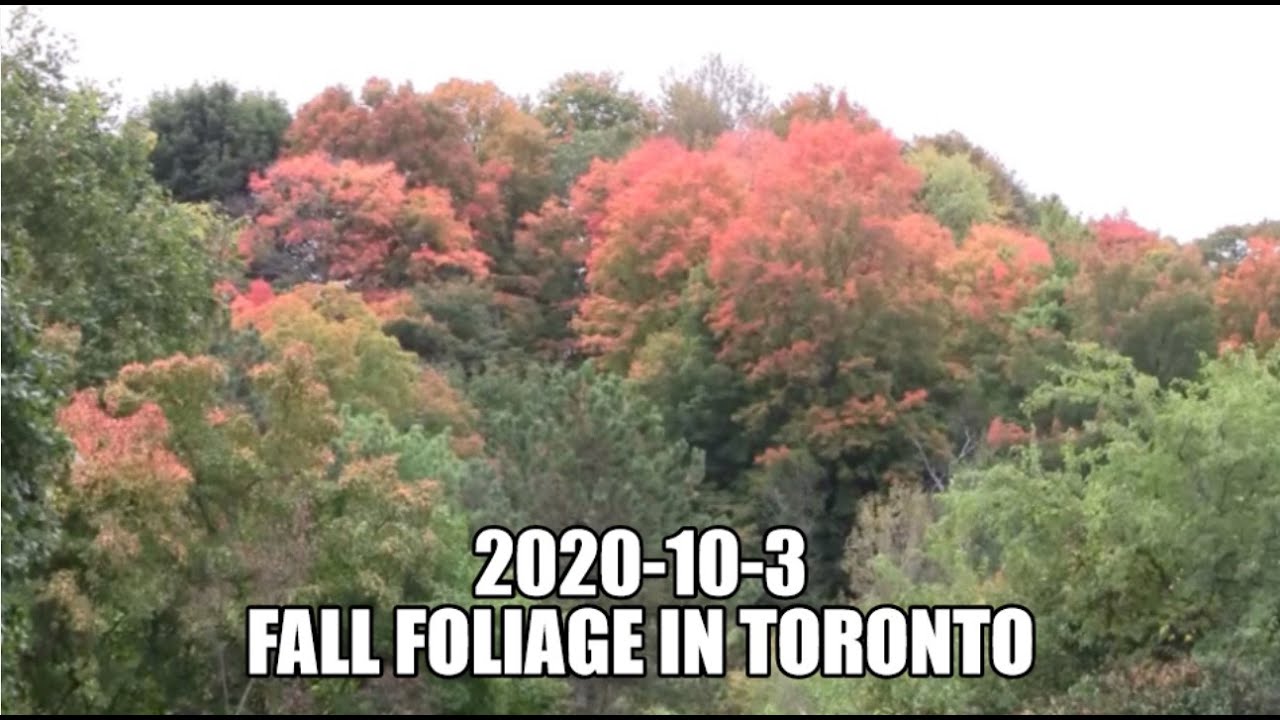 Fall foliage in Toronto-- the Beautiful in Autumn's 快来看看！秋天的多伦多色彩斑斓美不胜收 ...