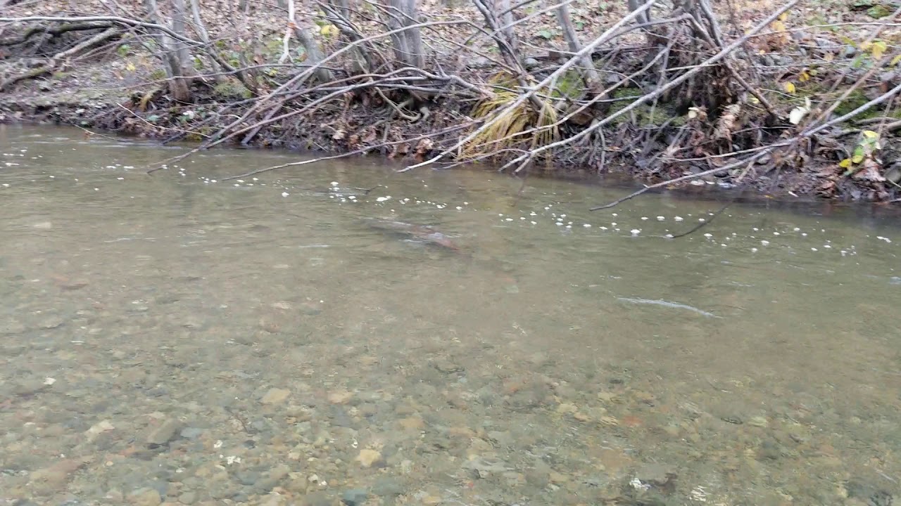 Giant Red Chinook in a Sonoma County Stream - YouTube
