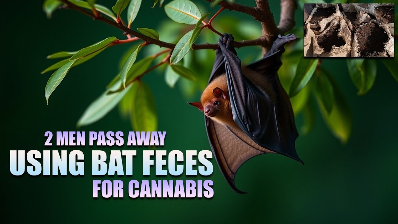 2 New York Men pass away from Pneumonia After Using Bat Poop to Grow ...