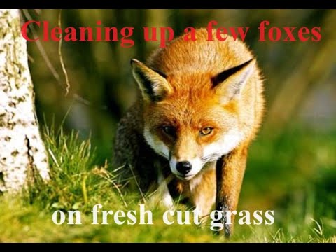 Cleaning up 8 foxes on fresh cut grass before the birds arrive - YouTube