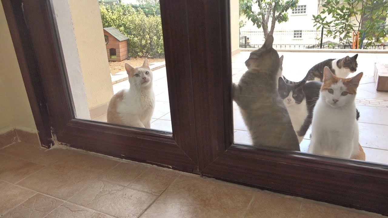 Outdoor Cats Stepping Inside A House For The First Time !! - YouTube